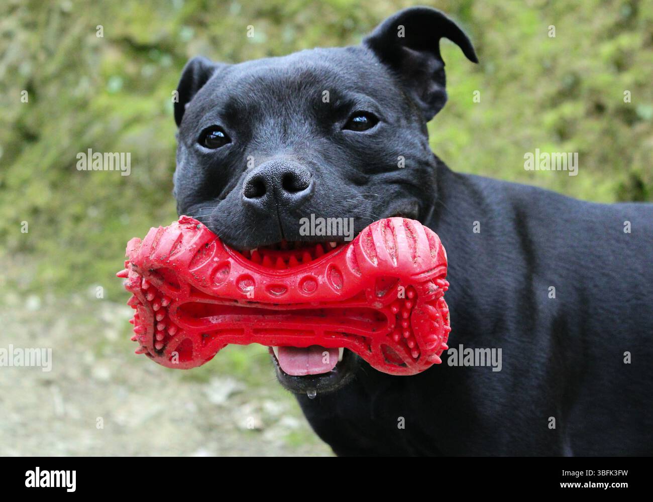 Red bone hi-res stock photography and images - Alamy
