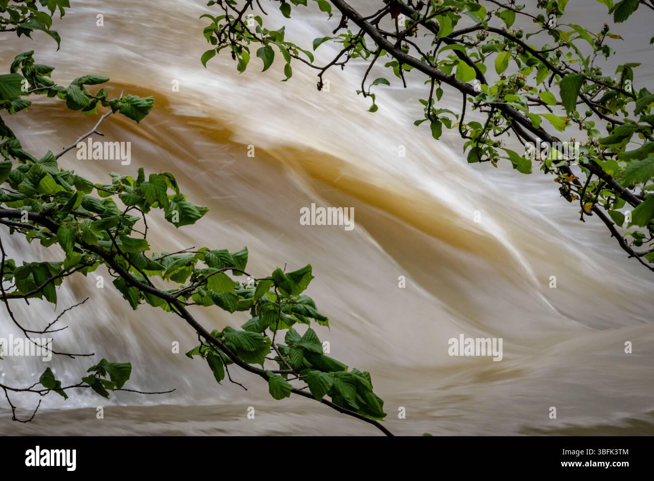 Silky muddy waters of a river surge past green overhanging branches ...
