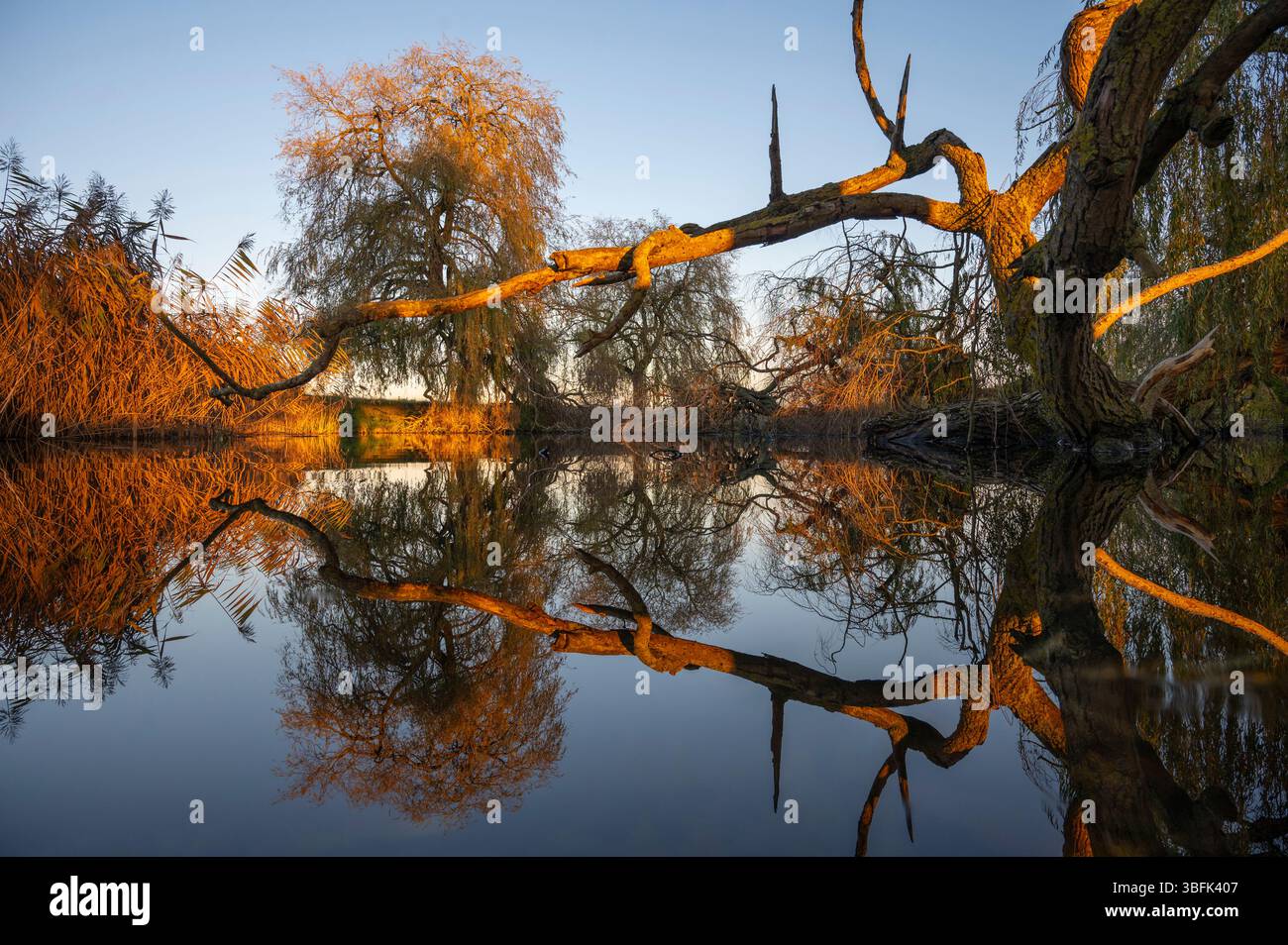 Willow branches fallen water in hi-res stock photography and images - Alamy