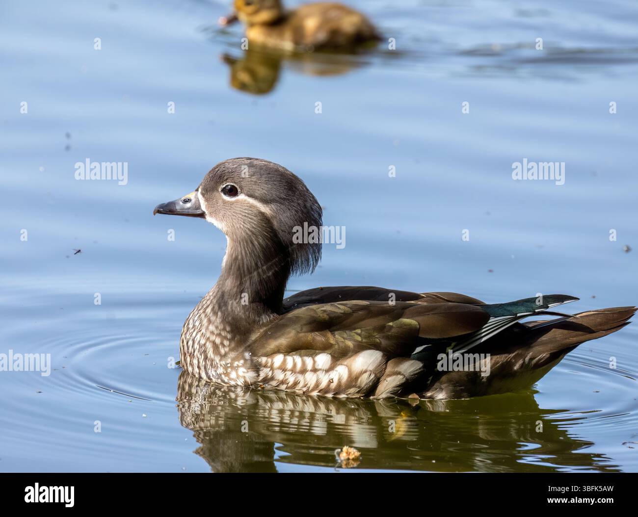 Female mandarin duck with young in the water Stock Photo - Alamy