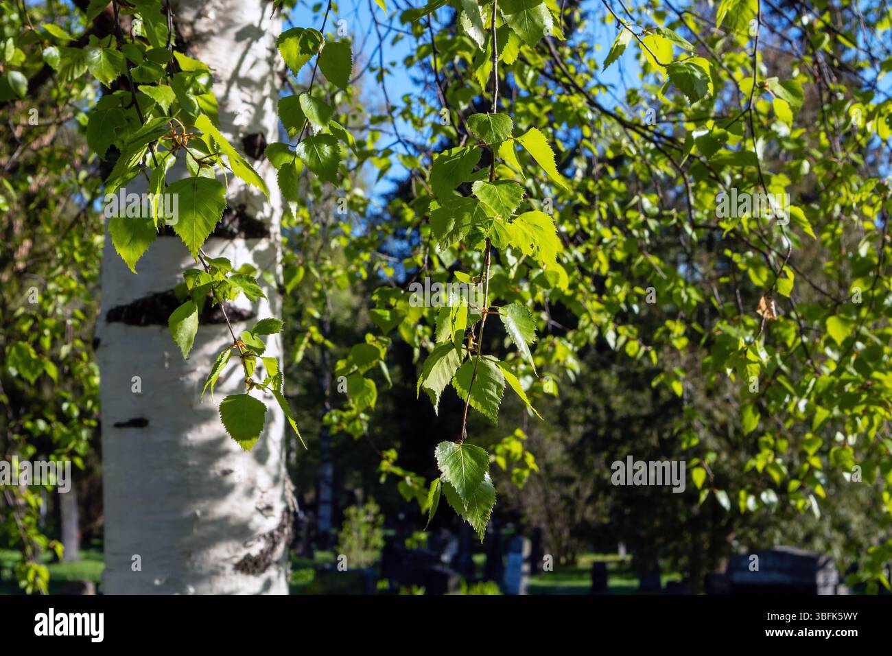 Birch tree branches in hi-res stock photography and images - Alamy