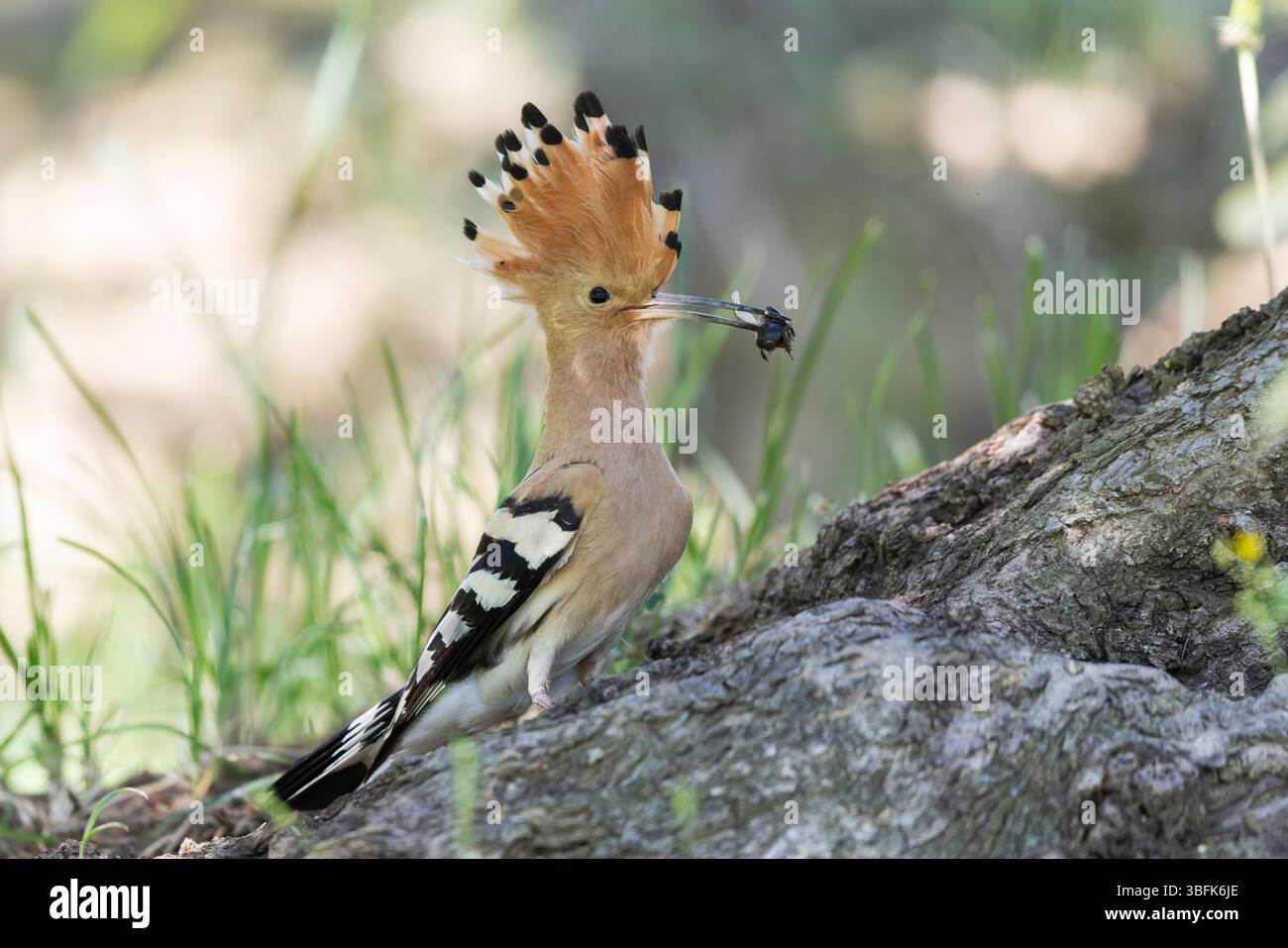 Eurasian Hoopoe with Beetle Prey on Tree Trunk Stock Photo - Alamy