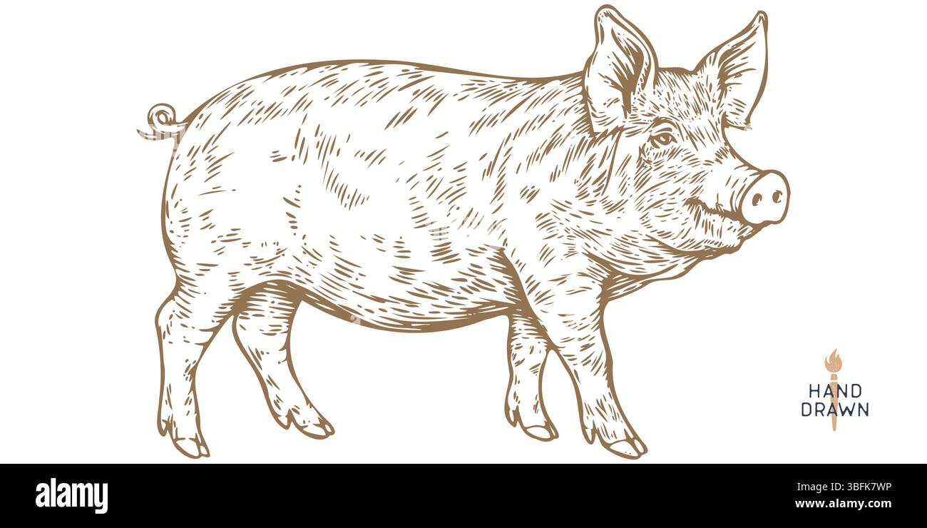 Pork, pig, hog. Hand drawn Stock Vector Image & Art - Alamy