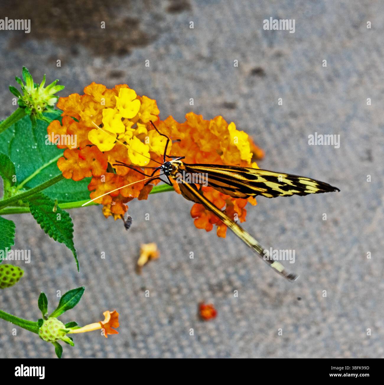 A Butterfly in profile. Hall Place 'Butterfly Garden'. Bexley. UK Stock ...