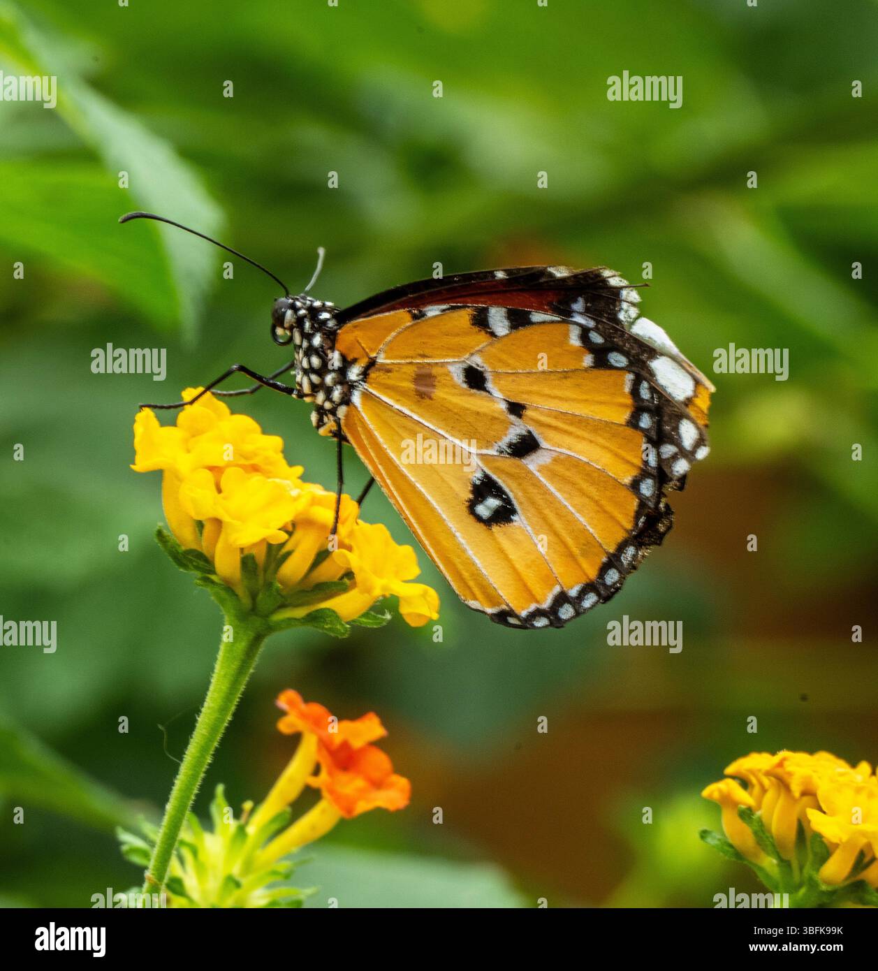 A Butterfly in profile. Hall Place 'Butterfly Garden'. Bexley. UK Stock ...