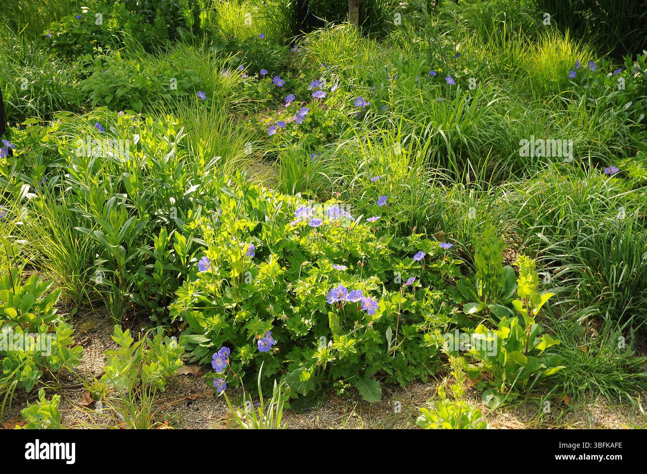Copenhagen/ Denmark/02 june 2025/.blue flowers and plants in nature ...