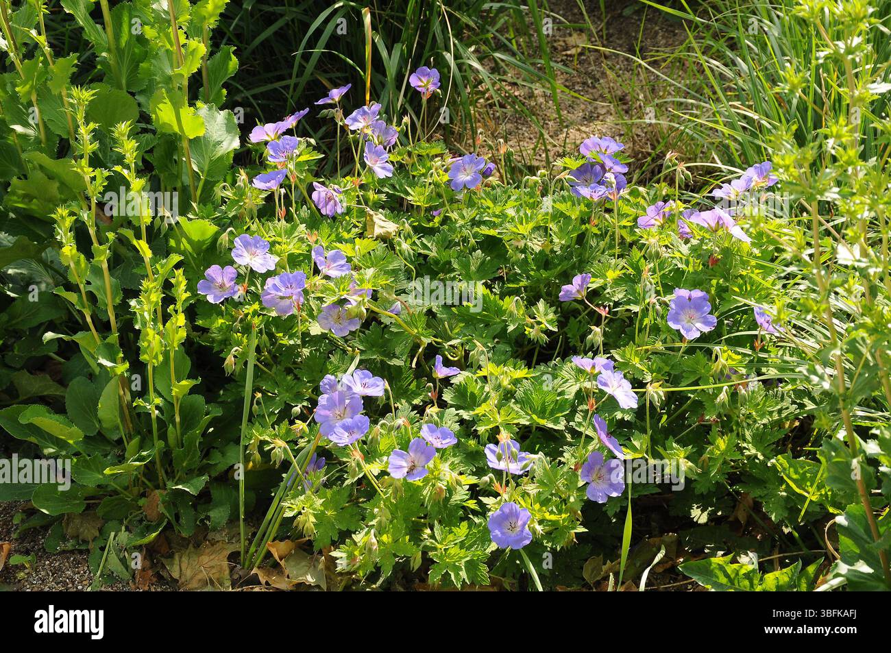 Copenhagen/ Denmark/02 june 2025/.blue flowers and plants in nature ...