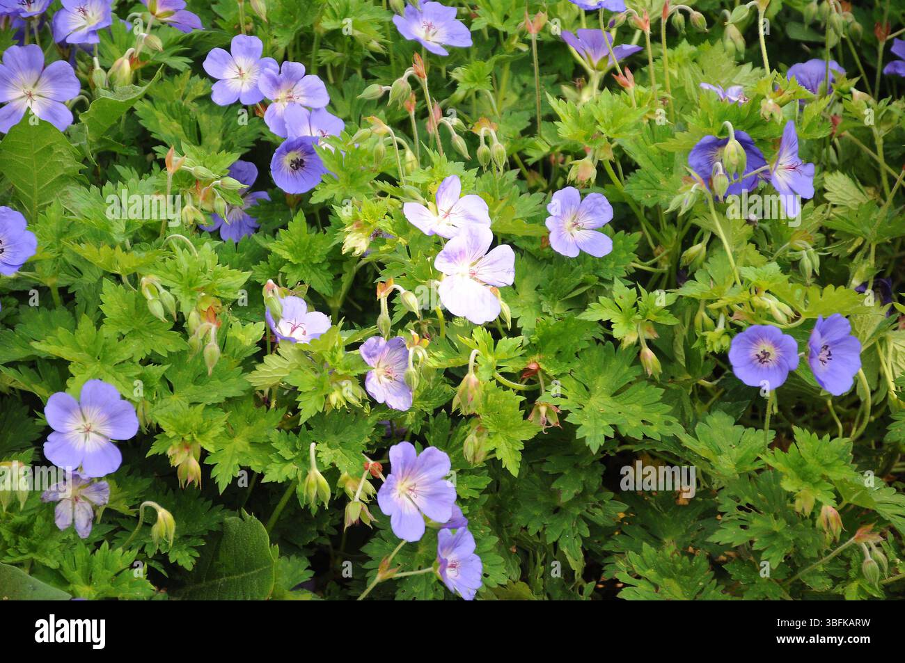 Copenhagen/ Denmark/02 june 2025/.blue flowers and plants in nature ...