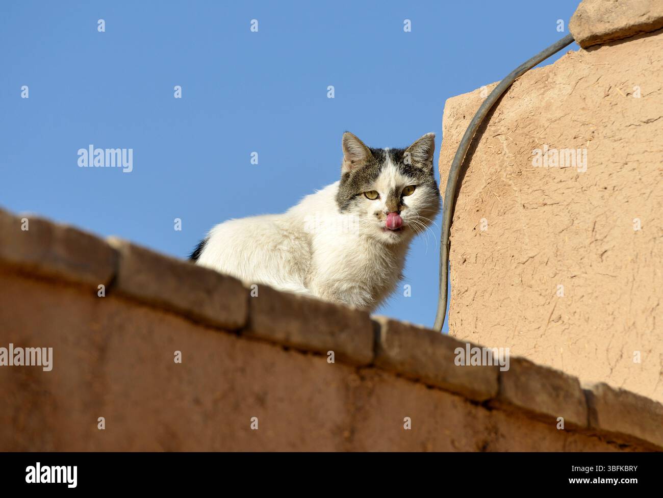 Moyen-Orient, Iran, Yazd, gros plan sur un chat / A cat in Iran Stock ...