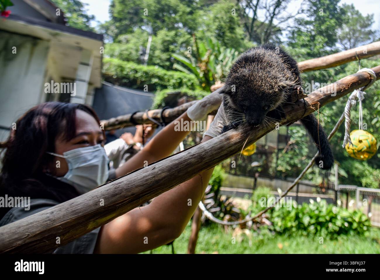 Bandung, West Java, Indonesia. 2nd June, 2025. Animal doctors sunbath ...