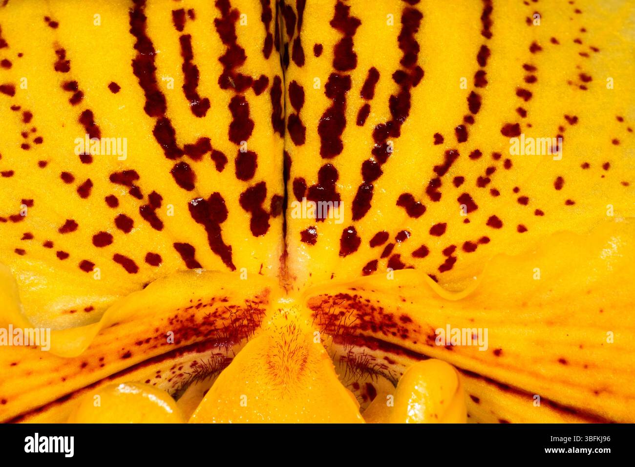 Tan tan venus hi-res stock photography and images - Alamy