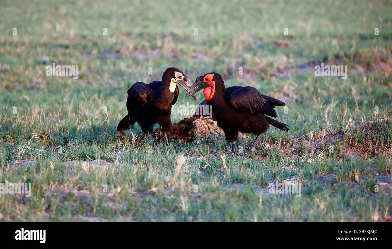 Family of Southern ground hornbills foraging Stock Photo - Alamy