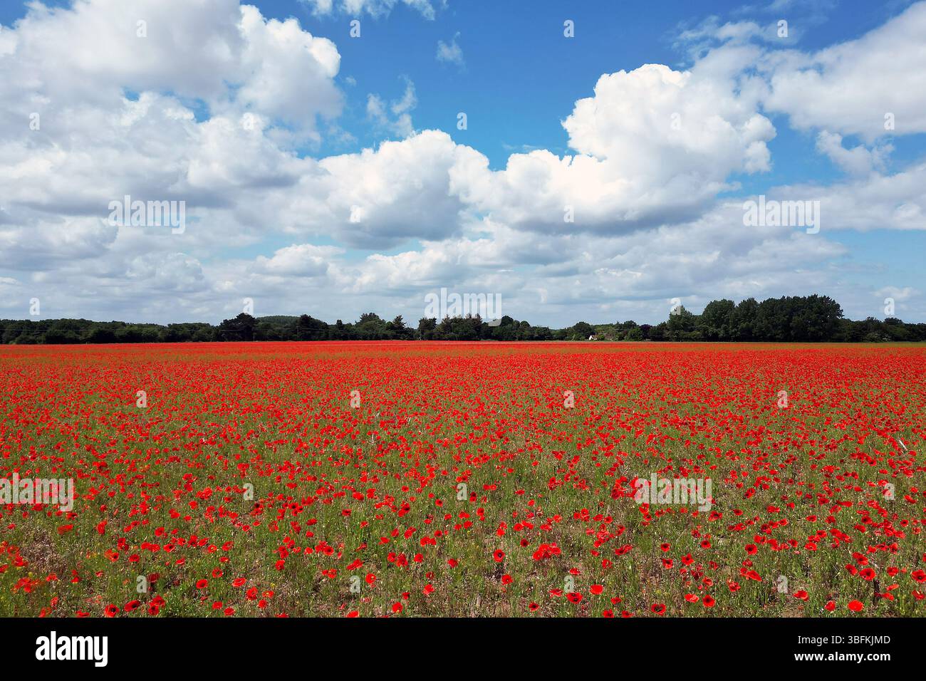 A field of poppies in flower in East Winch in Norfolk. Nature has been ...