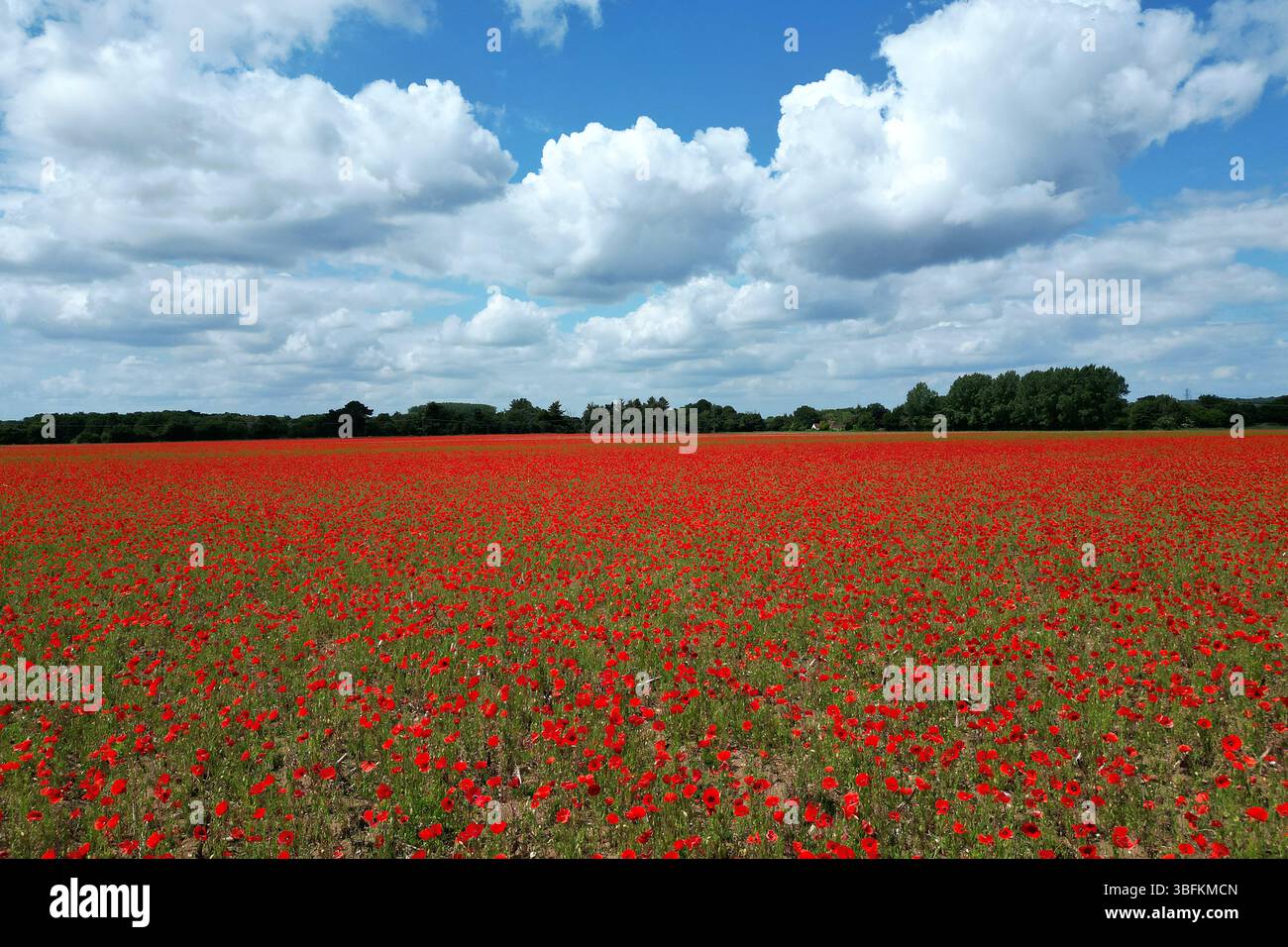A field of poppies in flower in East Winch in Norfolk. Nature has been ...