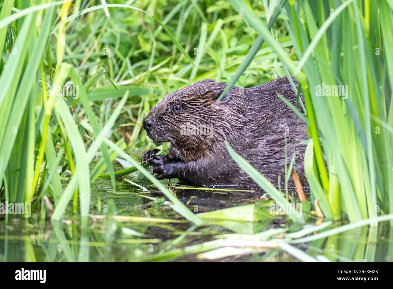 Biber Ein Biber frisst Wasserpflanzen. Die streng geschütze Tierart ...
