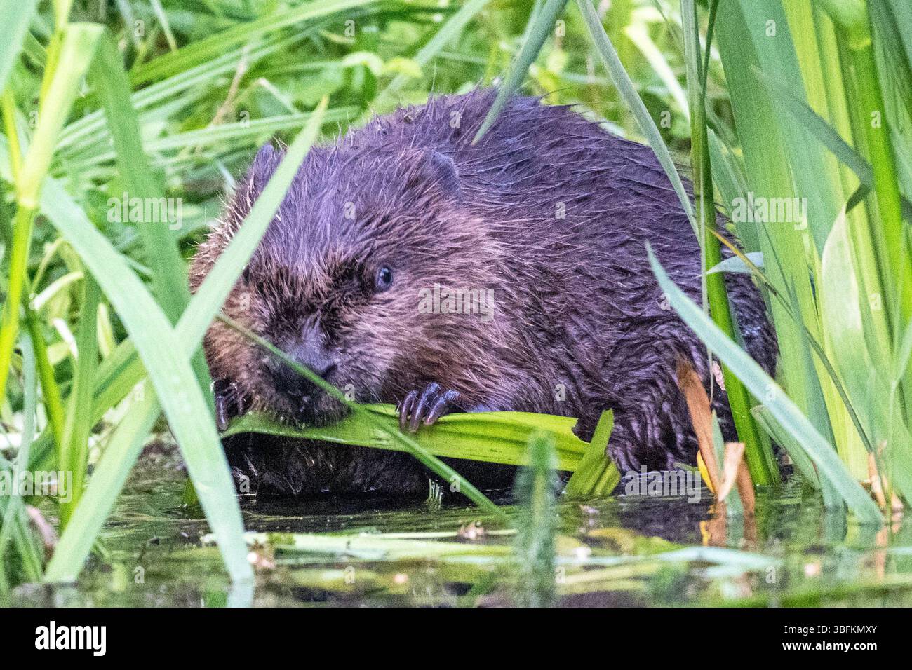 Biber Ein Biber beim fressen einer Wasserpflanze. Die streng geschütze ...