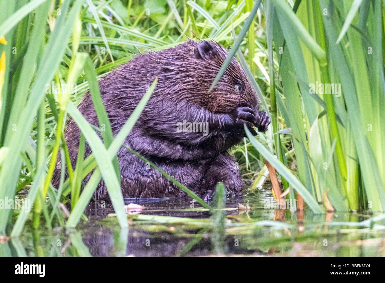 Biber Ein Biber beim putzen des Fells. Die streng geschütze Tierart ...