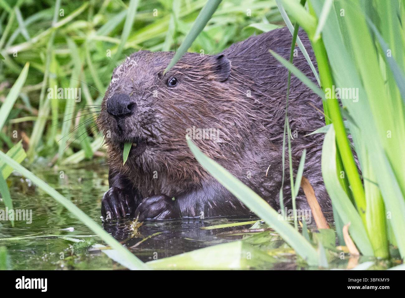 Biber Ein Biber frisst Wasserpflanzen. Die streng geschütze Tierart ...