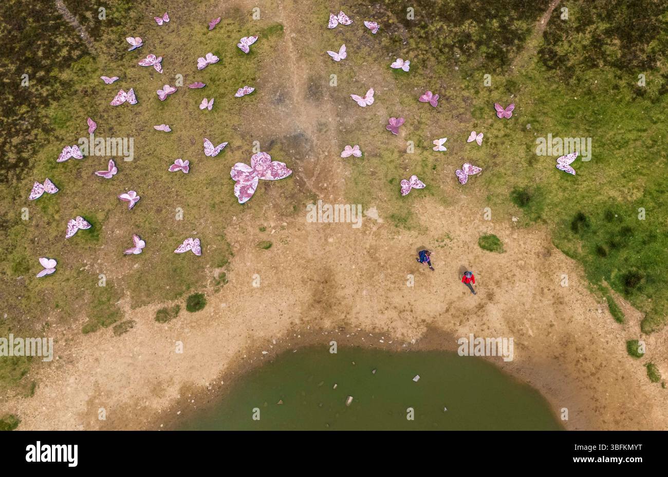 99 Butterflies by Meherunnisa Asad on display as part of Wild Uplands ...