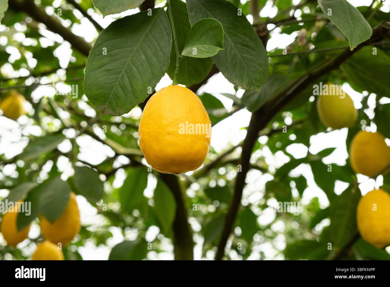 Meyer Lemon Tree Growing in a Greenhouse Stock Photo - Alamy