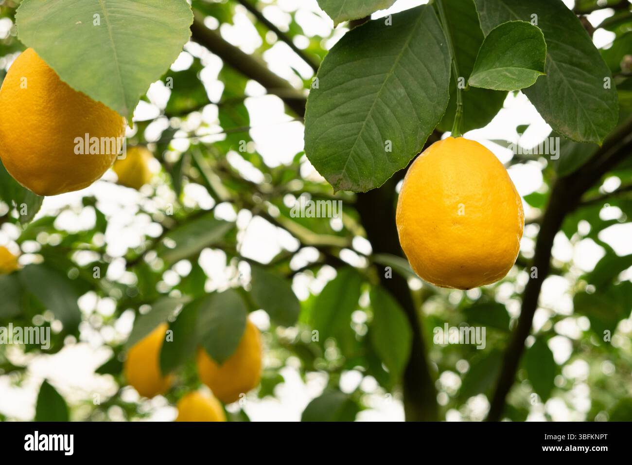 Meyer Lemon Tree Growing in a Greenhouse Stock Photo - Alamy
