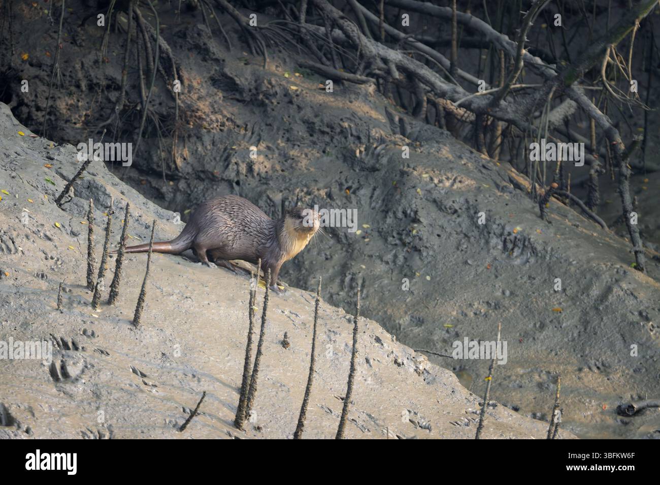 Animals live in mangrove hi-res stock photography and images - Alamy
