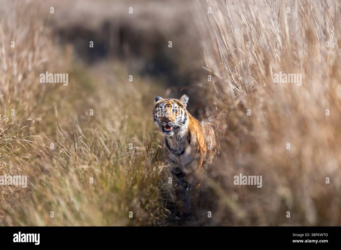 curious wild male bengal tiger panthera tigris cub in grassland with ...