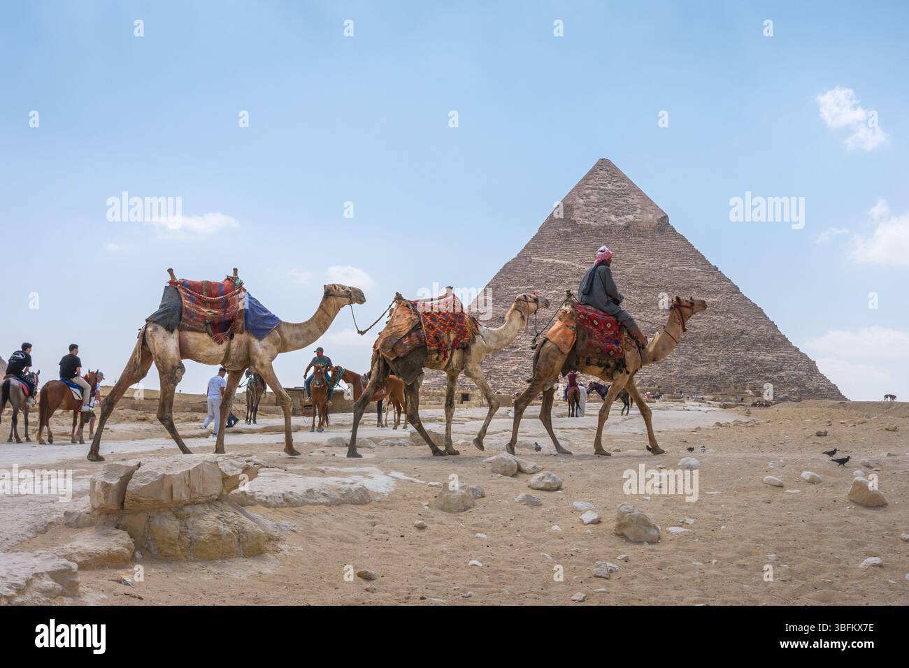 Camels near the Great Pyramid of Giza Stock Photo - Alamy