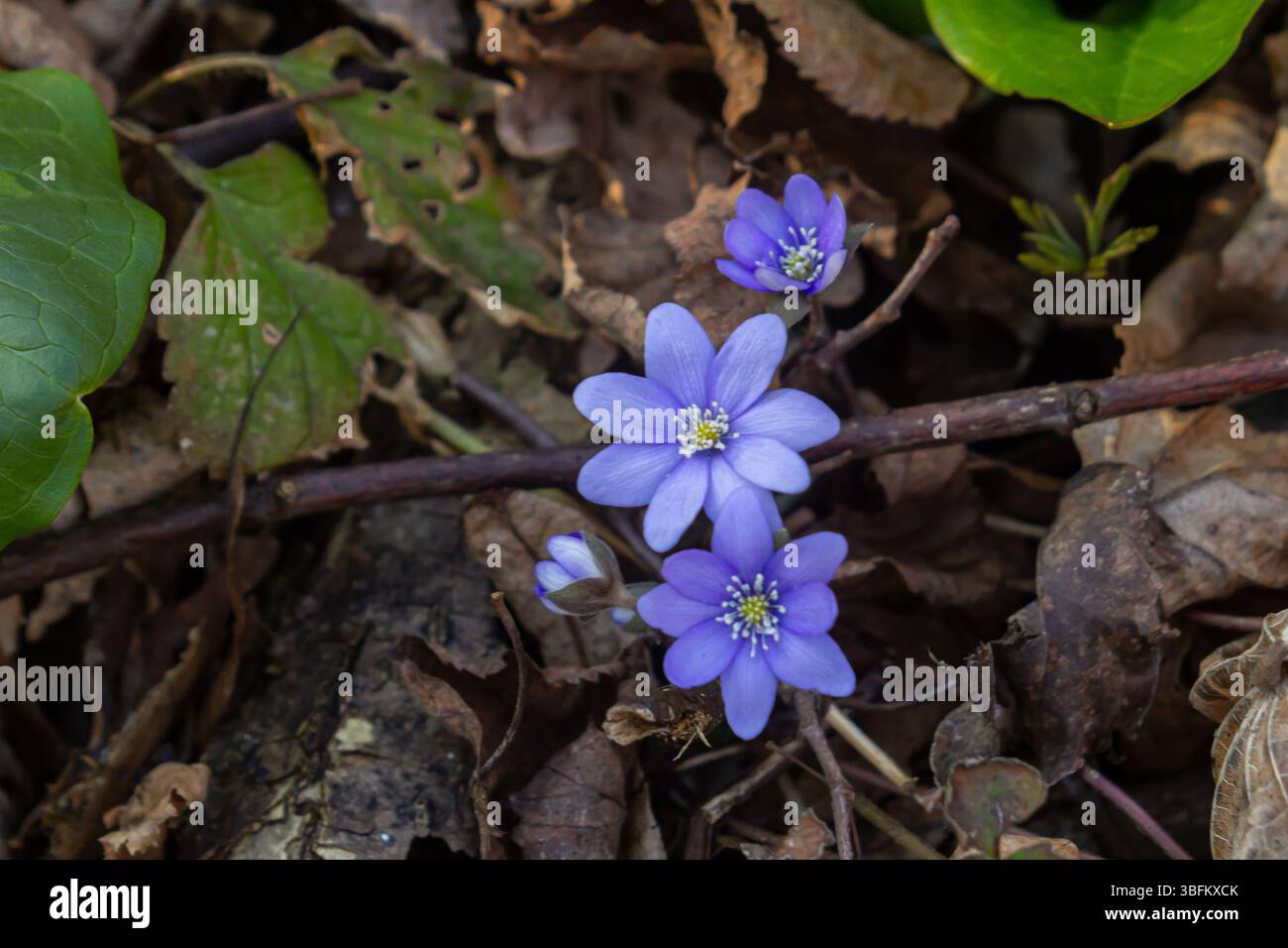 Purple hepatica flowers emerge gracefully among dried leaves in the ...