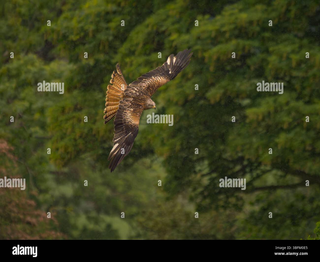 Red Kite in flight, soars above the trees of the Staffordshire ...
