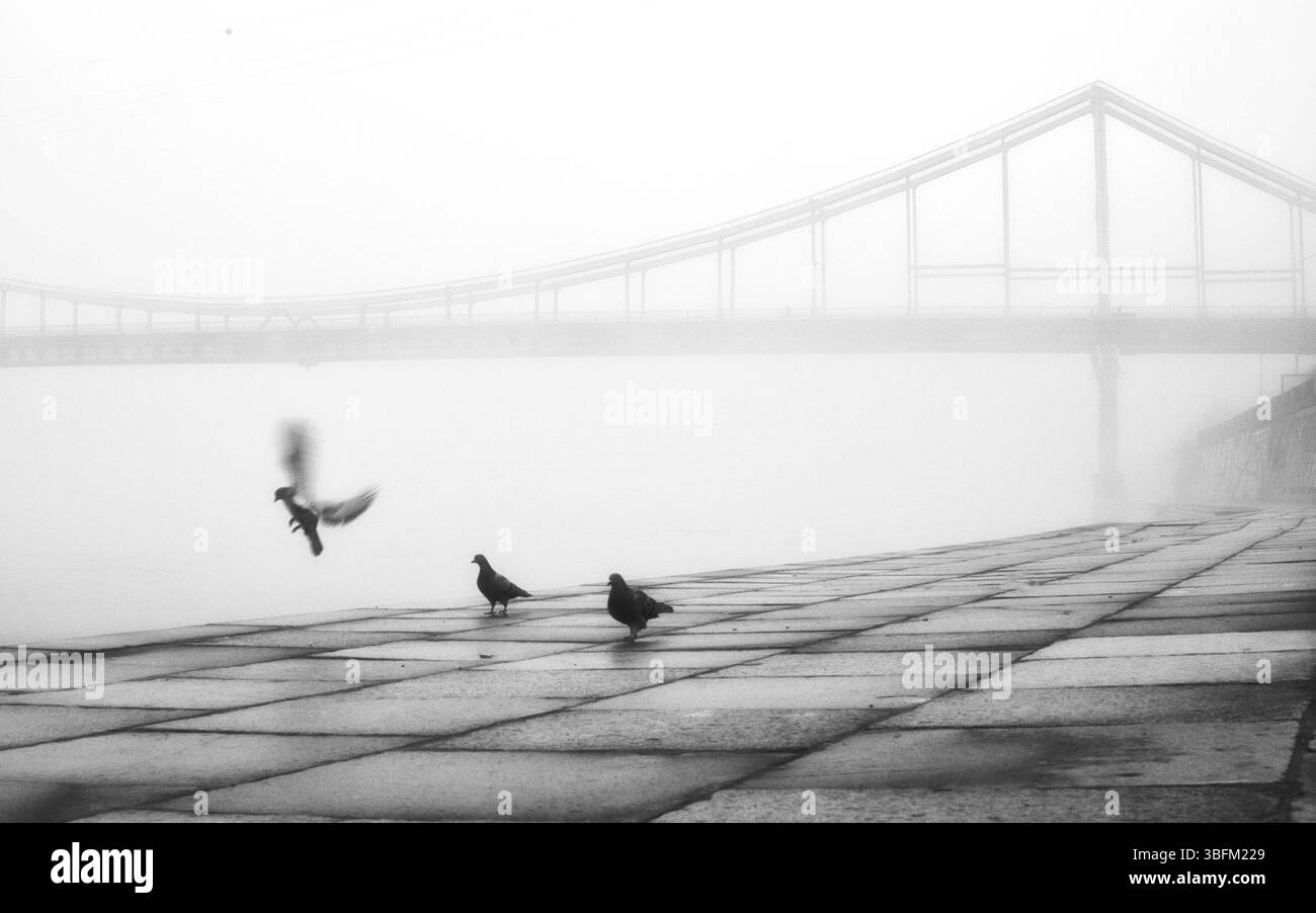 A solitary bridge emerges from the ethereal embrace of mist Stock Photo ...