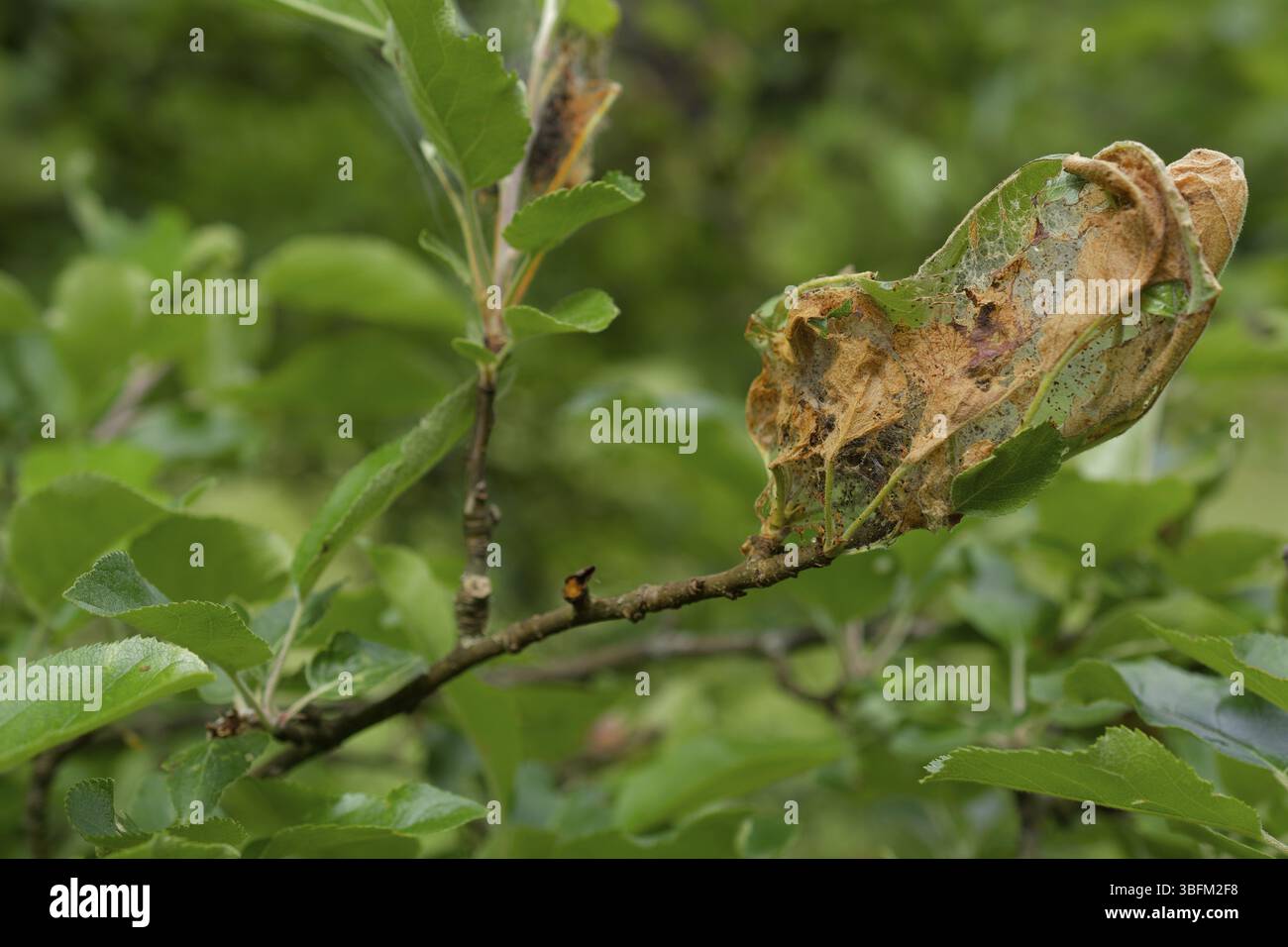 Web of codling moth caterpillar, larva, caterpillar, codling moth ...