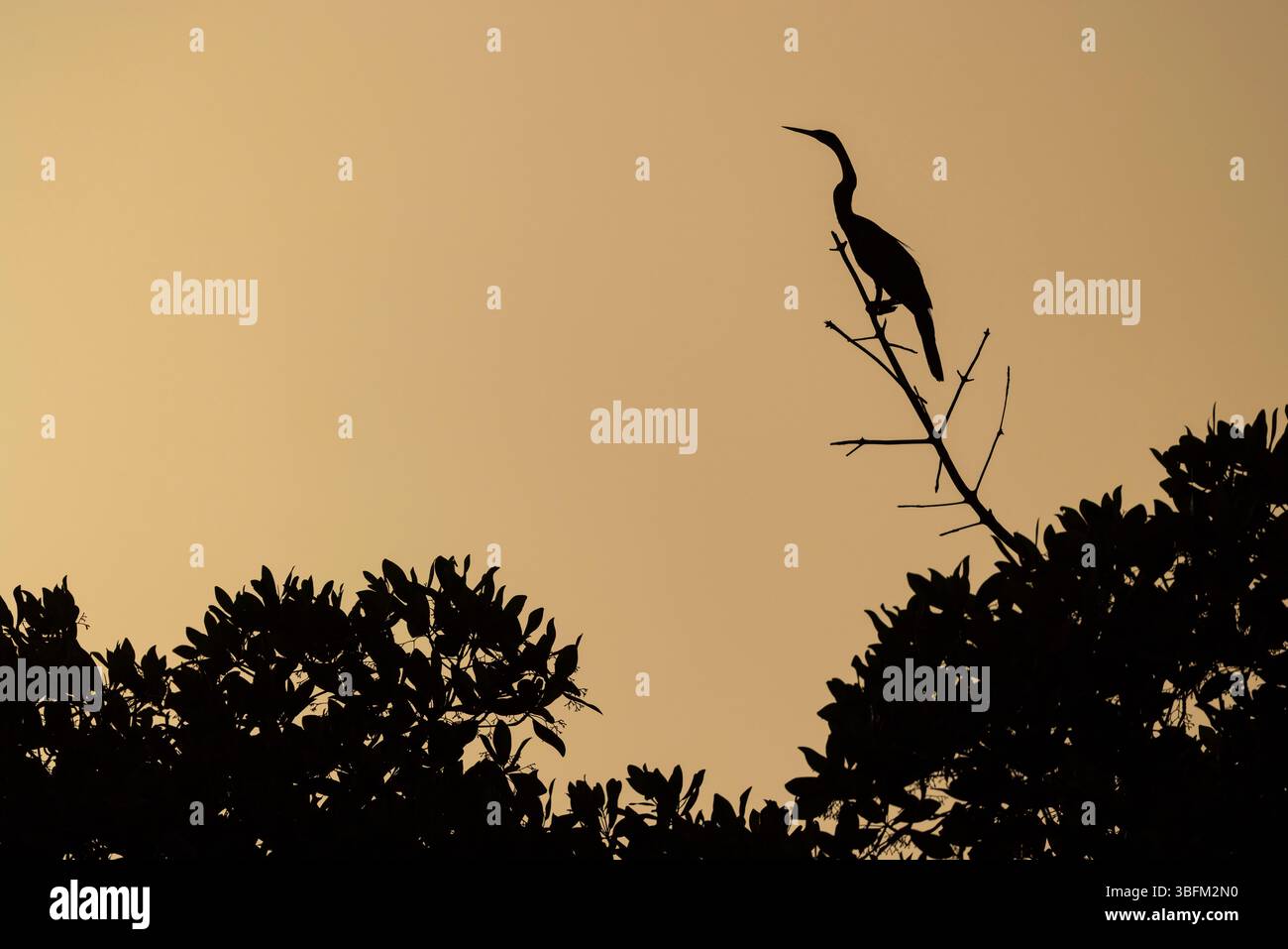 African darter Anhinga rufa, perched in mangroves at sunset, Gambia ...