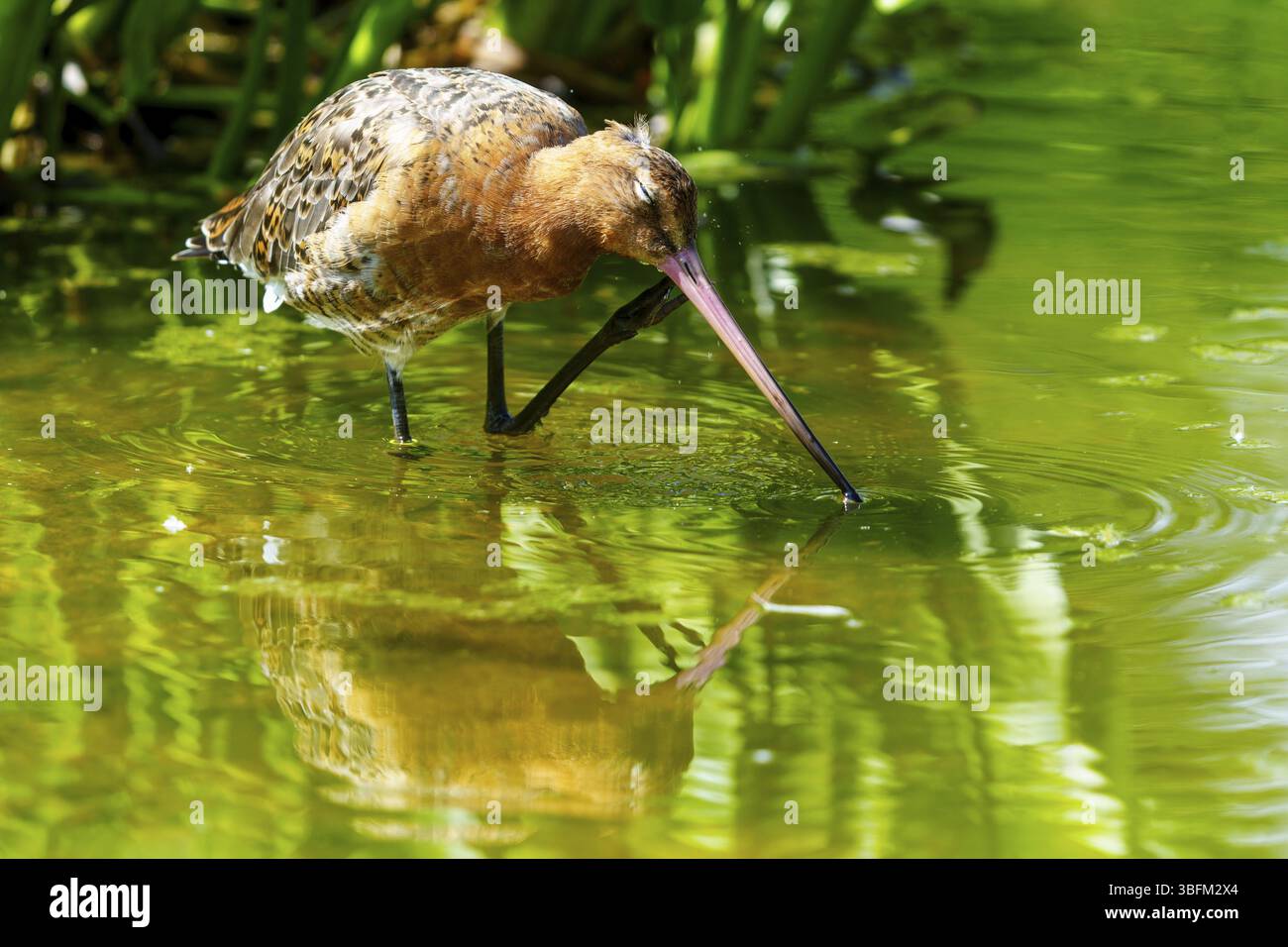Lapwing in shallow water looking hi-res stock photography and images ...