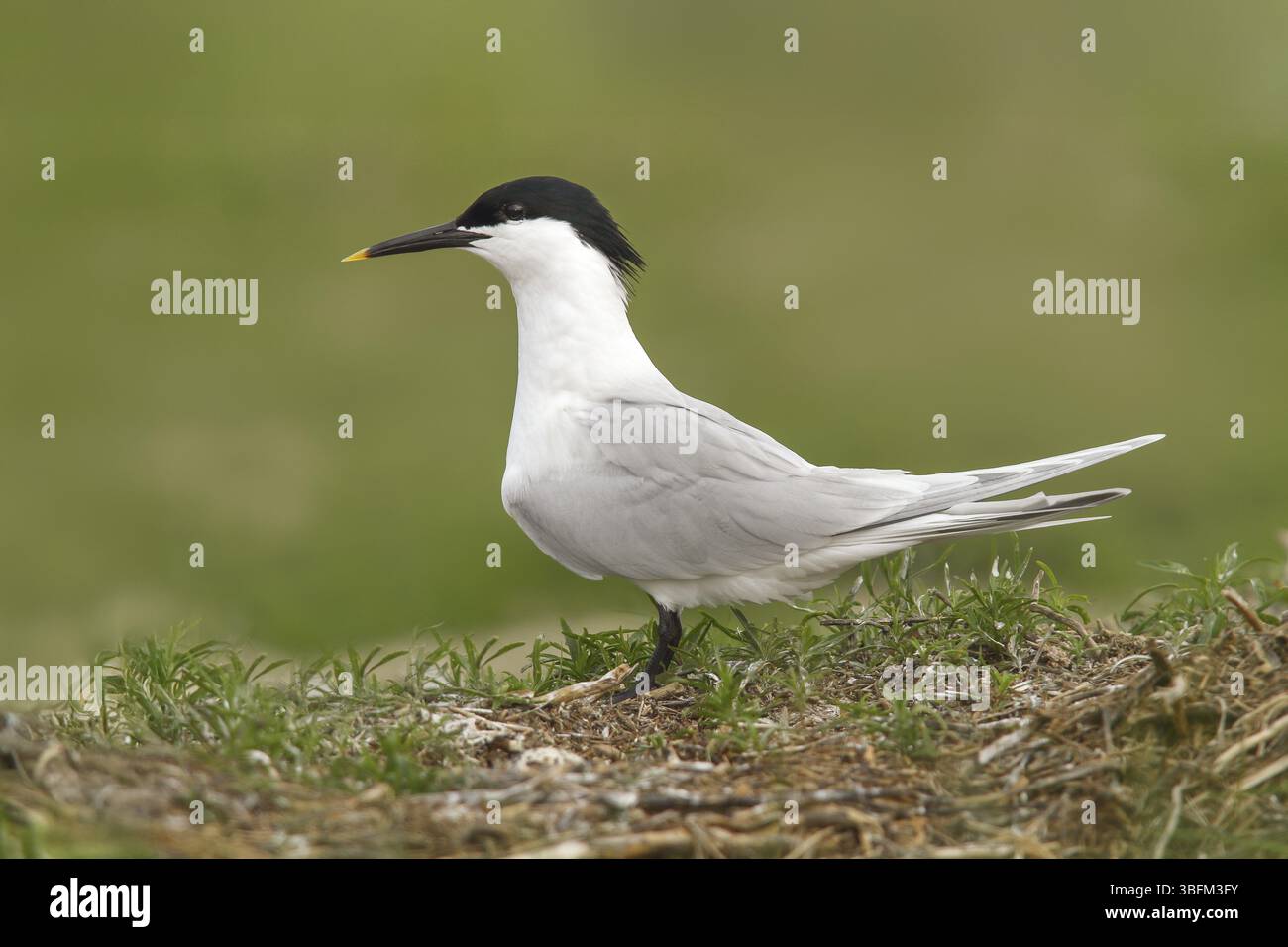 Sandwich Tern (Thalasseus sandvicensis) standing in a meadow, Wildlife ...