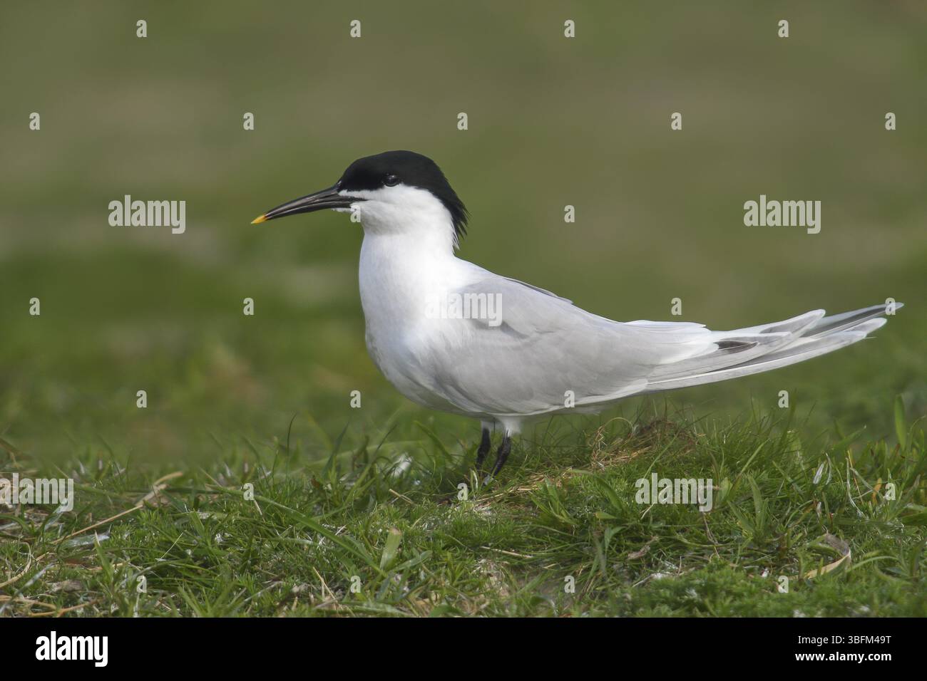 Sandwich Tern (Thalasseus sandvicensis) standing in a meadow, Wildlife ...
