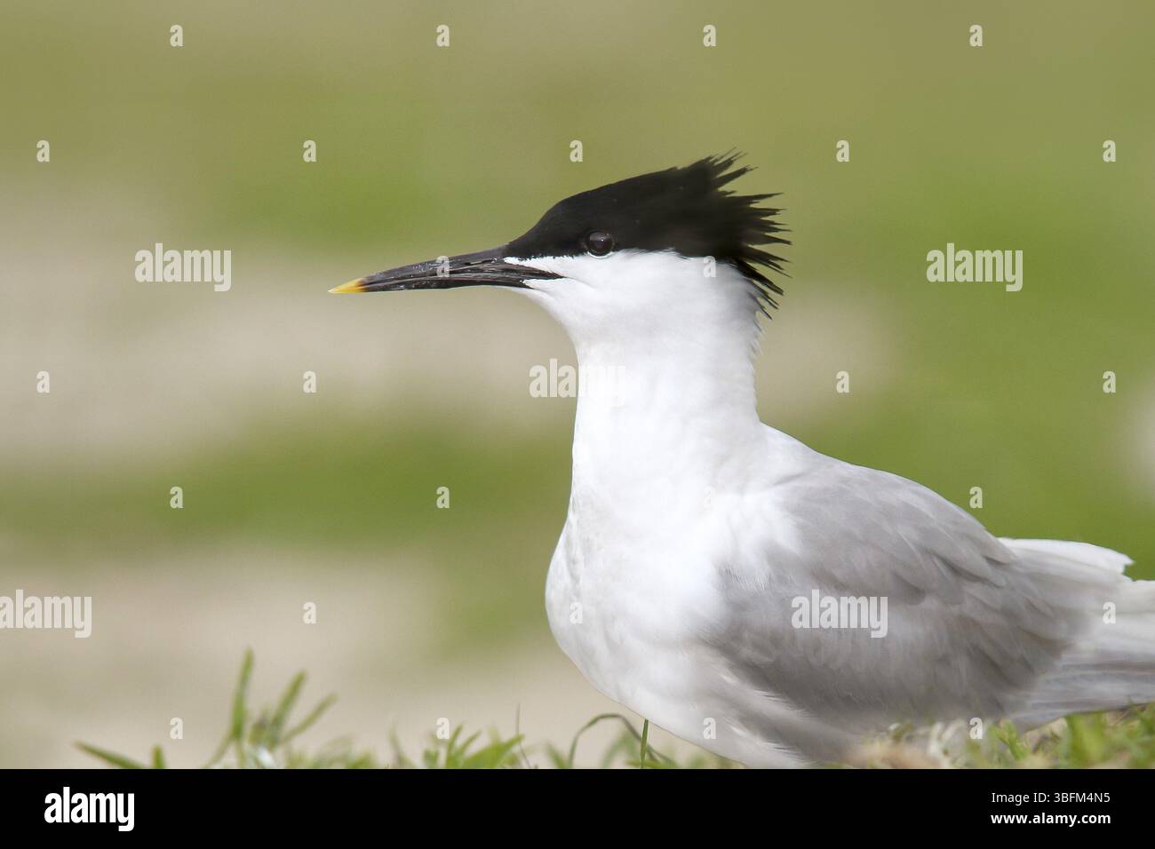 Sandwich Tern (Thalasseus sandvicensis) standing in a meadow, portrait ...