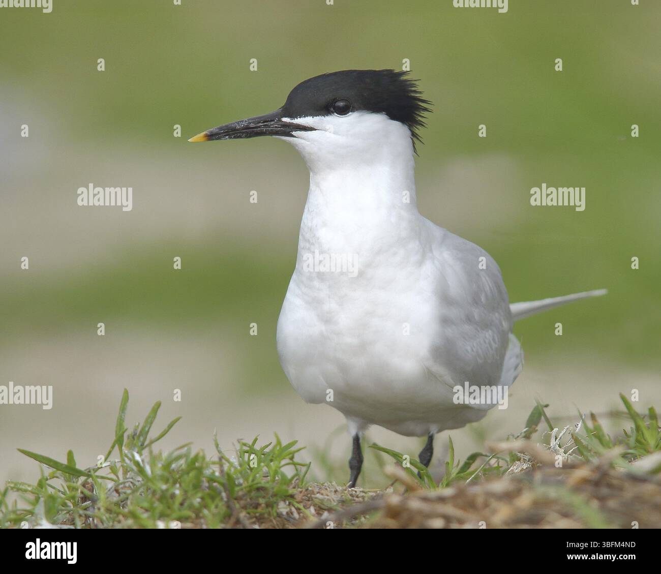 Sandwich Tern (Thalasseus sandvicensis) standing in a meadow, Wildlife ...