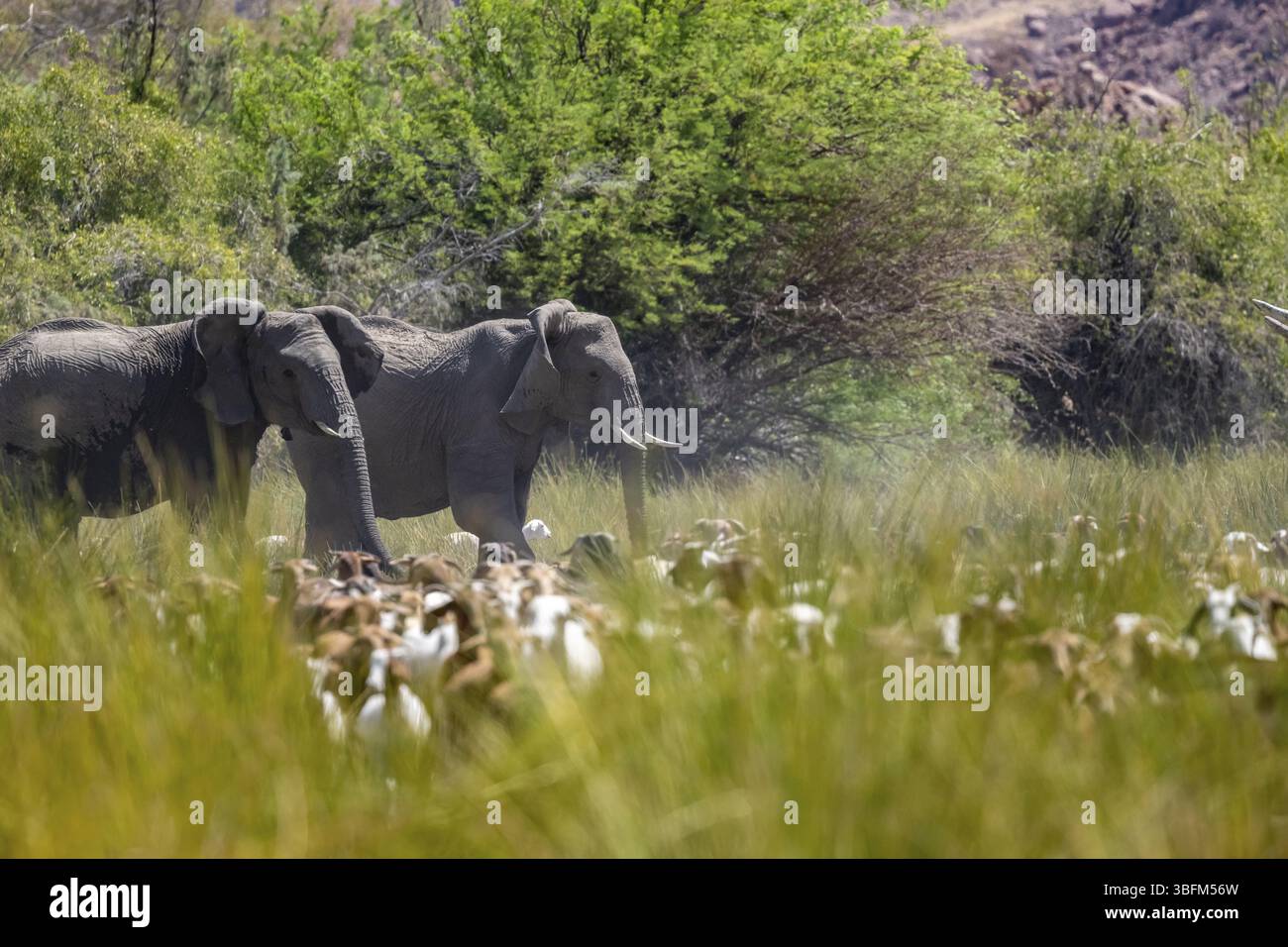Conflict between livestock and wildlife, herd of goats and desert ...