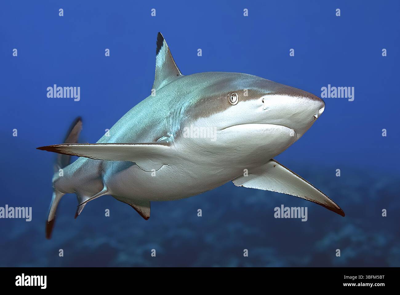 Adult blacktip reef shark (Carcharhinus melanopterus) Blacktip reef ...