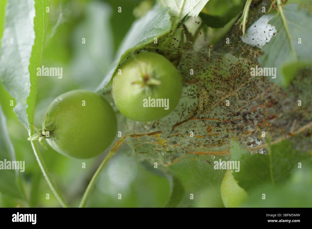 Web of codling moth caterpillar, larva, caterpillar, codling moth ...