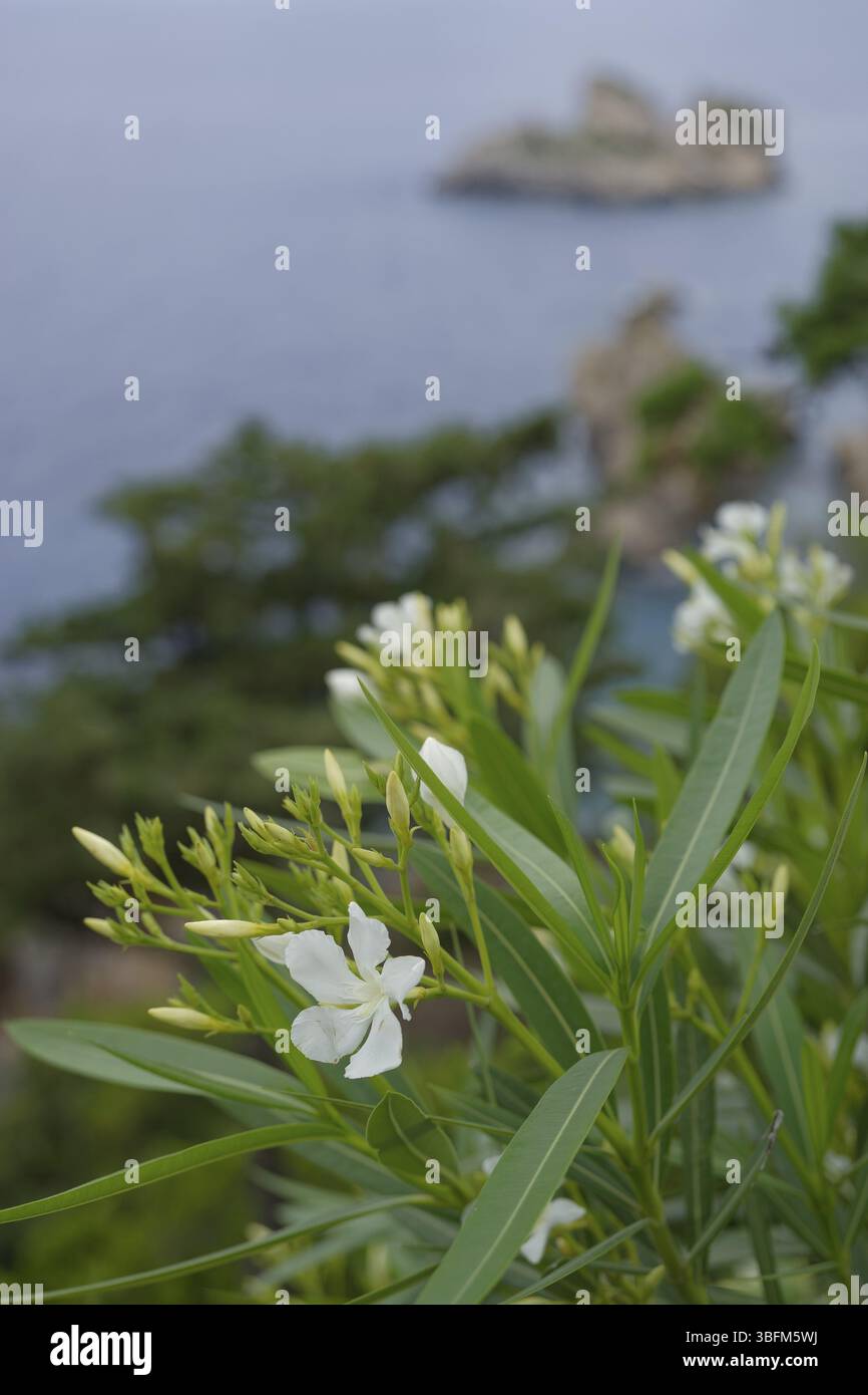 Flowering oleander (Nerium oleander) on the coast near Paleokastritsa ...