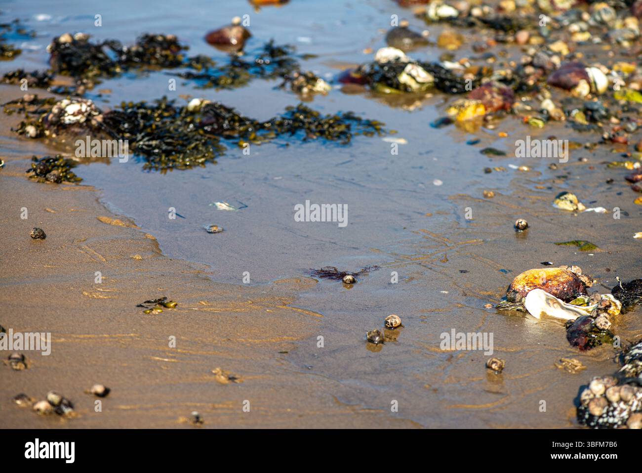 Algaeclump hi-res stock photography and images - Alamy