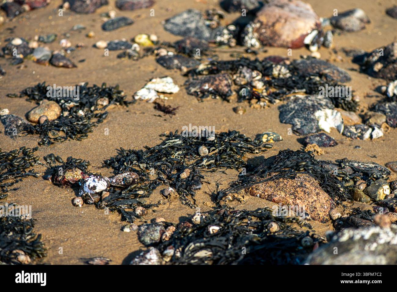 A close-up coastal view showcasing various green, brown, and red algae ...