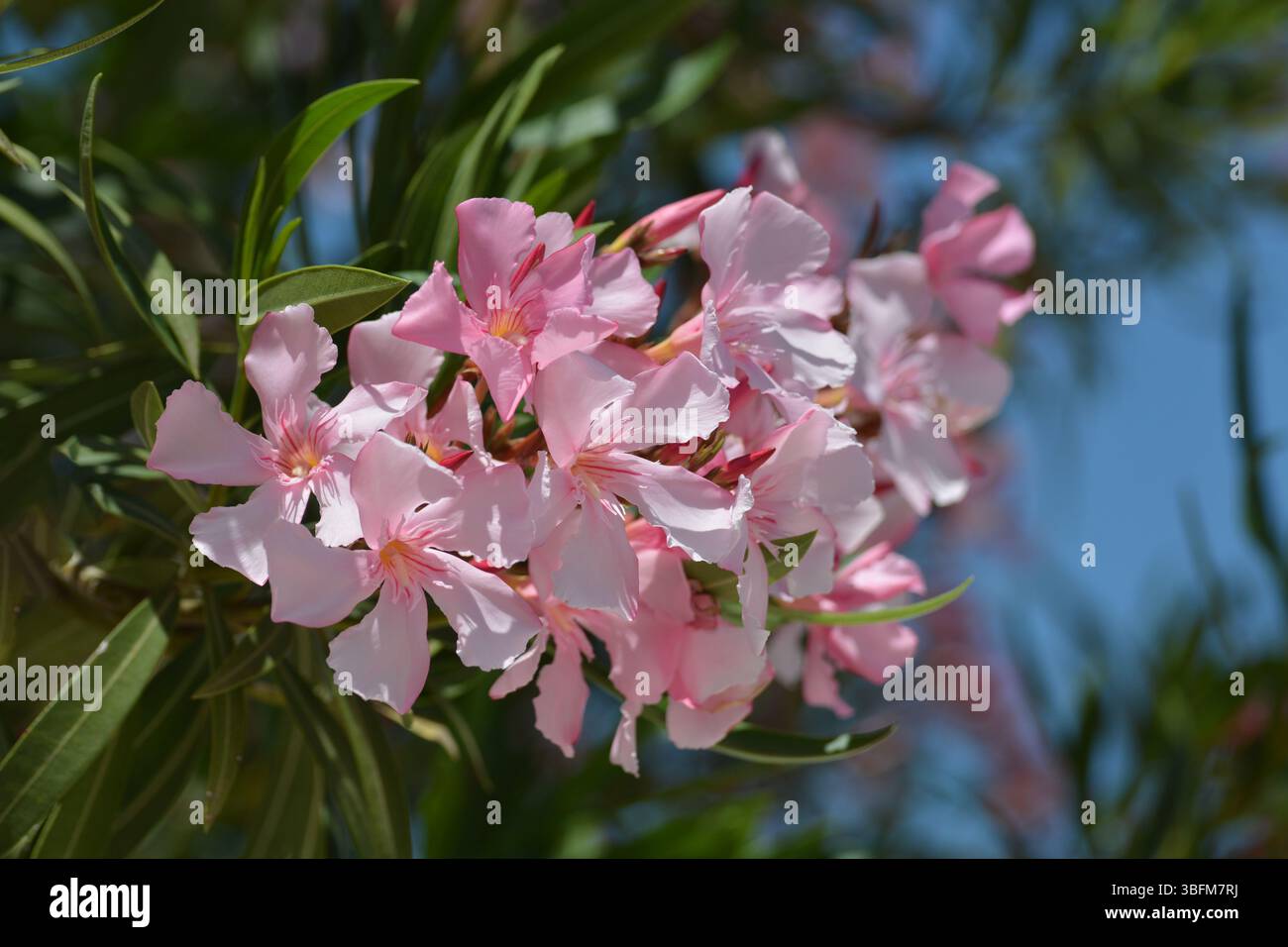 Oleander (Nerium) flower also known as rosebay. Common in the Adriatic ...