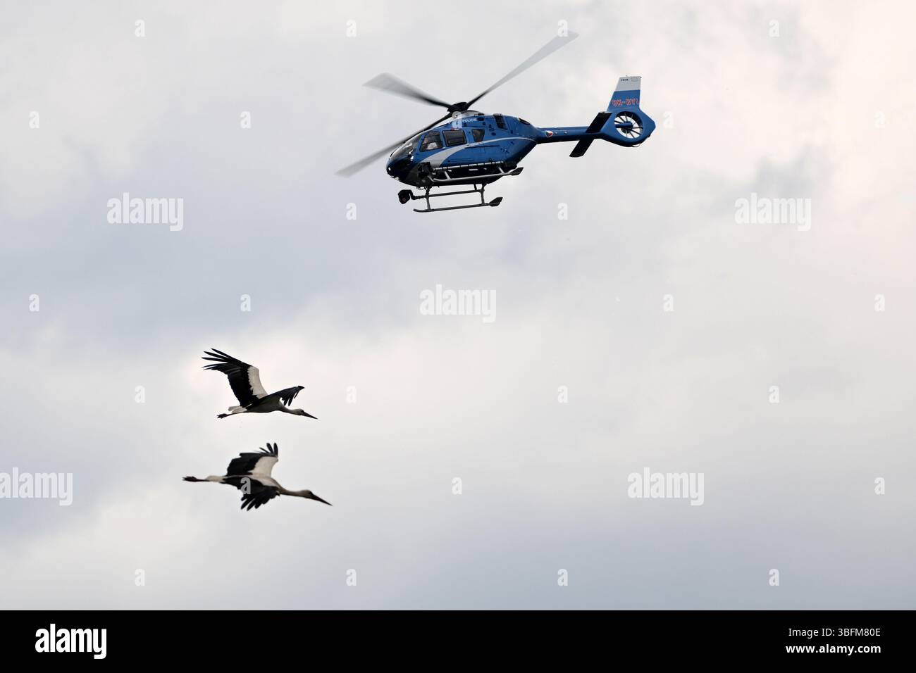 Mnichovo Hradiste, Czech Republic. 2nd June, 2025. Pair of white storks ...