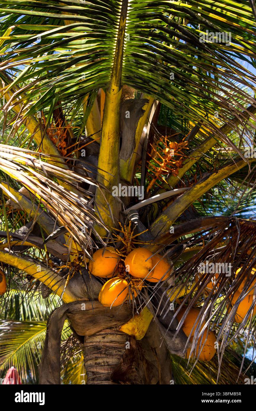 Looking coconut tree growing in hi-res stock photography and images - Alamy