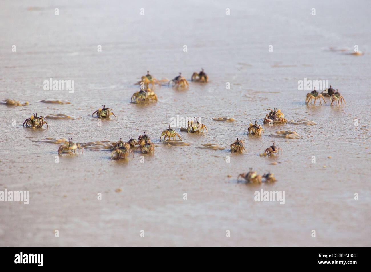 A small group of sand bubbler crabs on the wet sand of the tidal flat ...