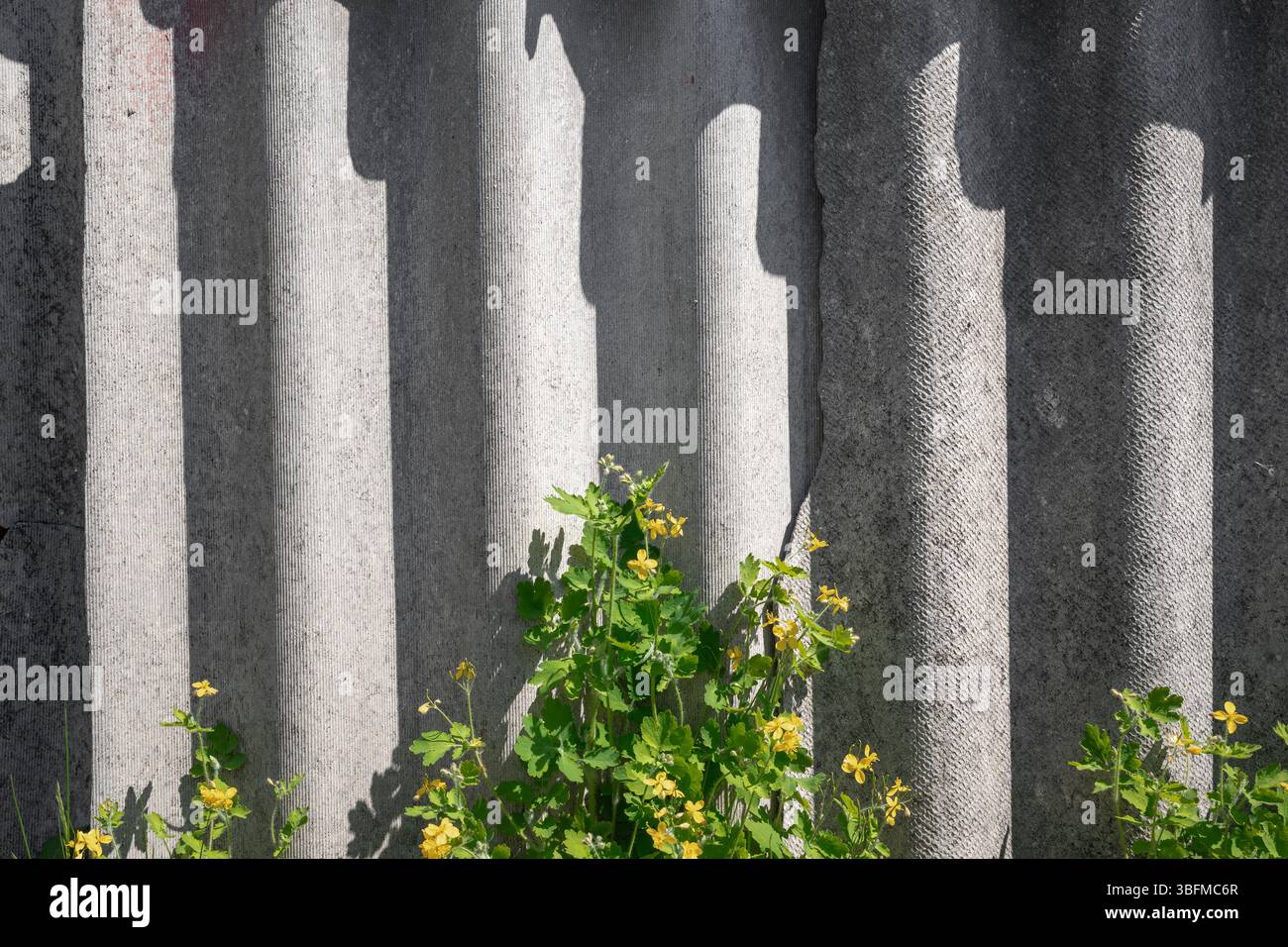 Old and very dangerous asbestos roof. Asbestos dust in the environment ...