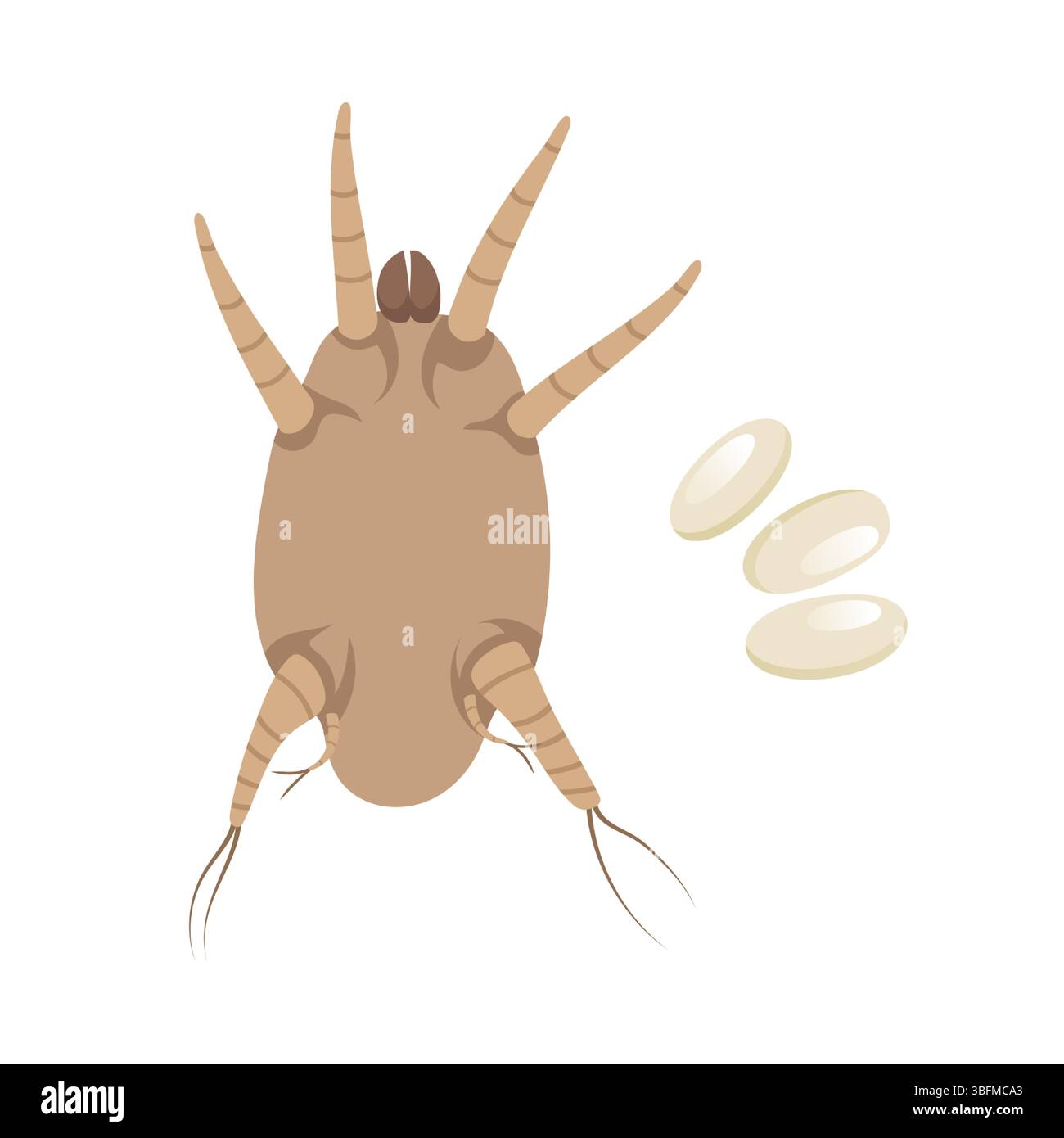 Ear mite with segmented legs and body laying nits, a parasite of cats ...